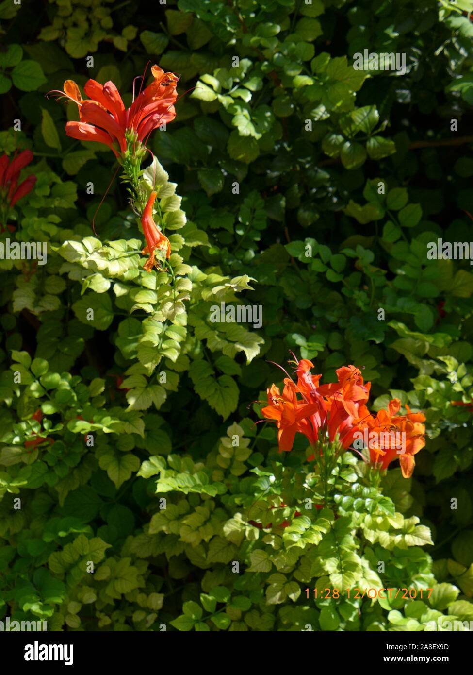 Flowers of Malta Stock Photo - Alamy