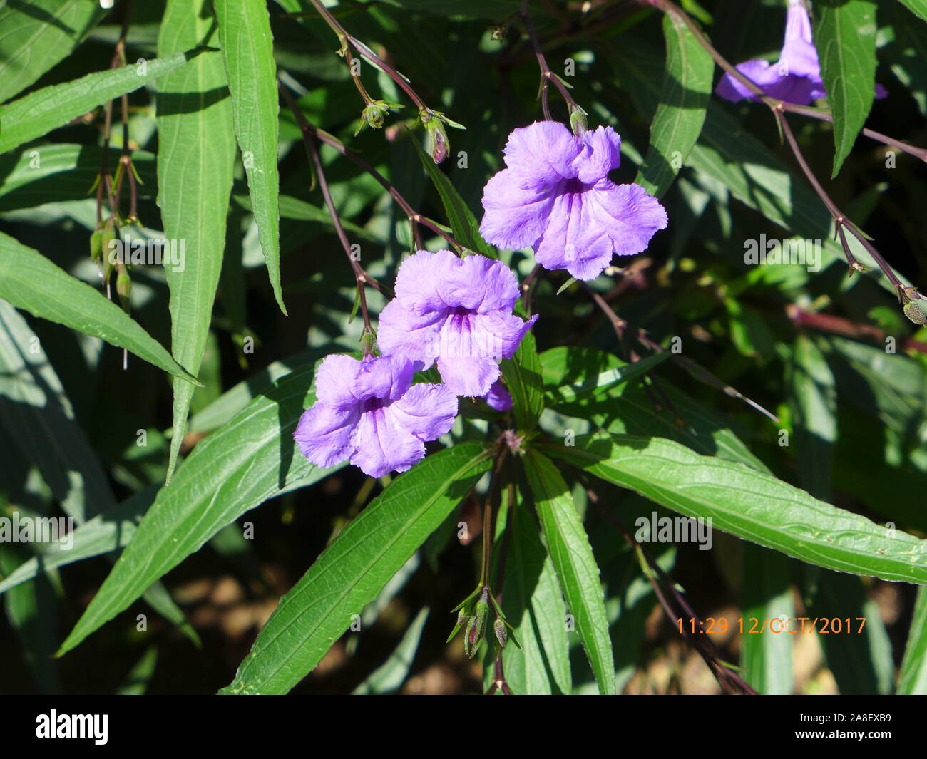 Flowers of Malta Stock Photo - Alamy