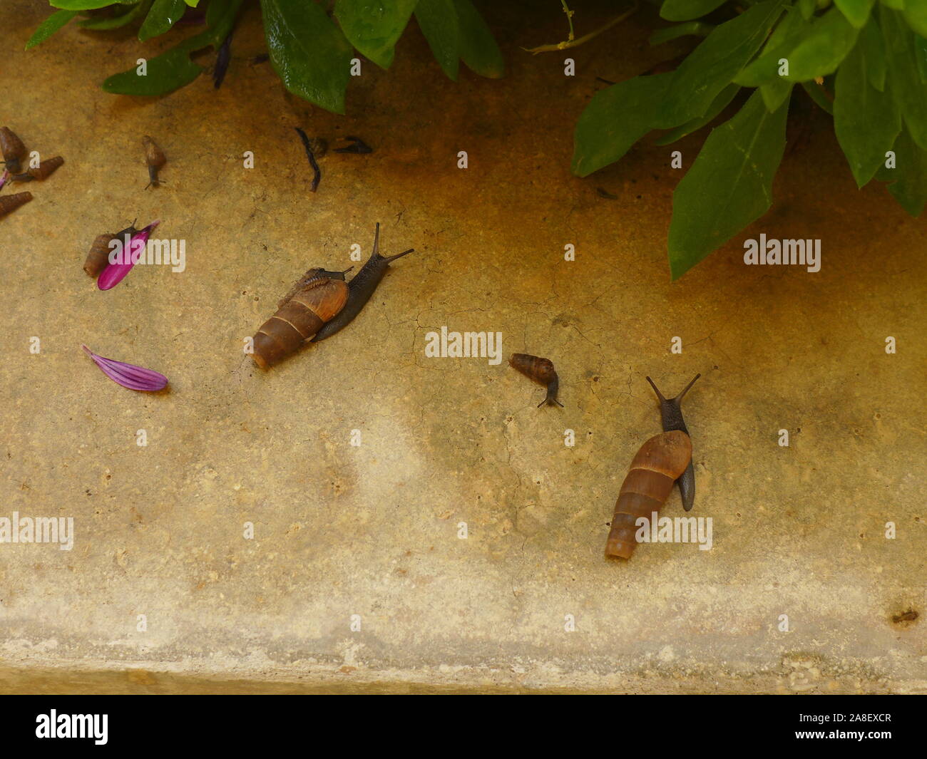 Cone shell eggs hi-res stock photography and images - Alamy