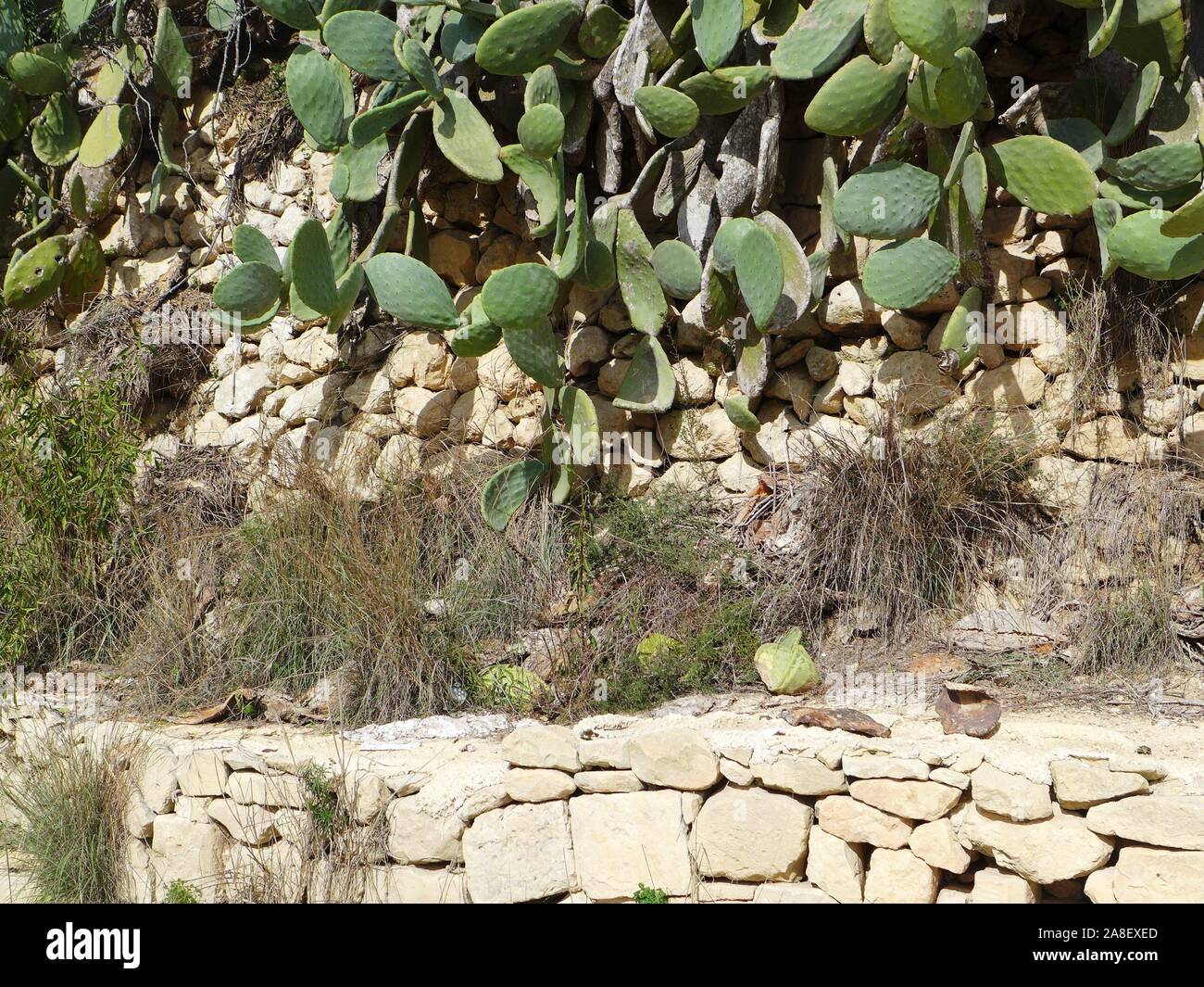 Flowers of Malta Stock Photo - Alamy