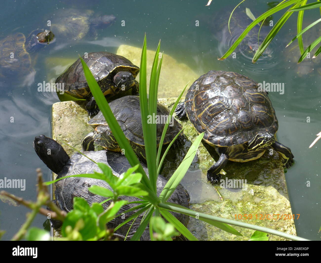 Hard shell creatures hi-res stock photography and images - Alamy
