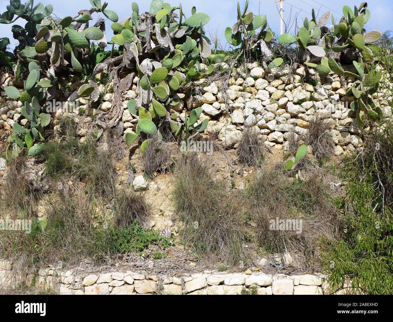 Flowers of Malta Stock Photo - Alamy