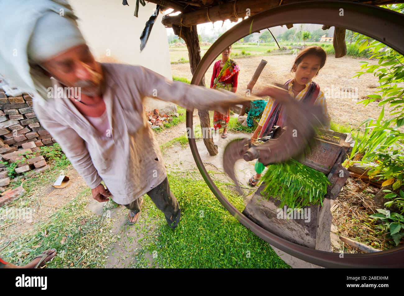 Indian man cutting cattle fodder on a old machine at Chotti Haldwani ...