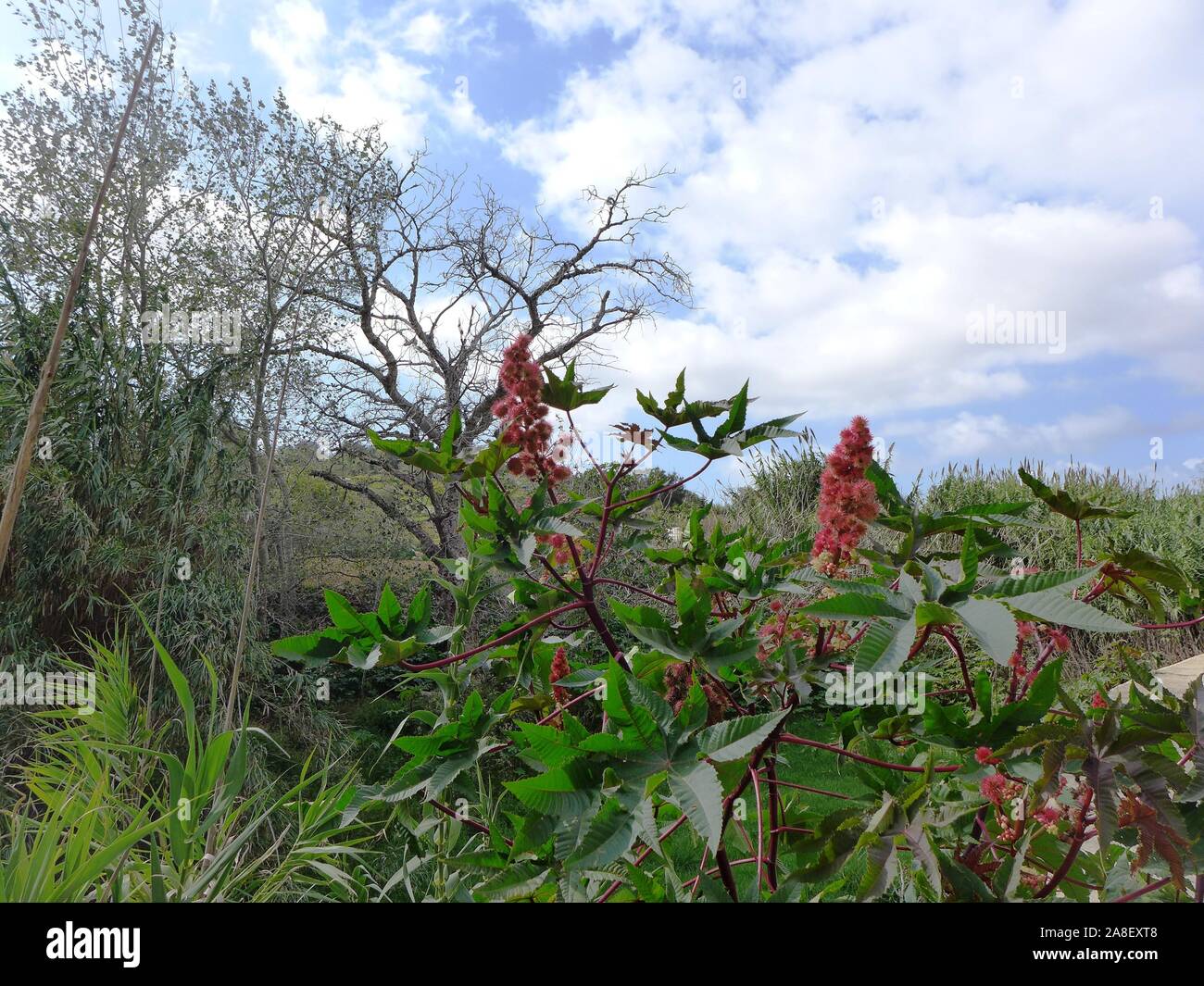 Flowers of Malta Stock Photo - Alamy