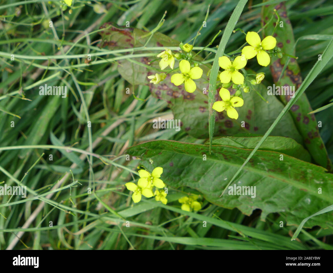 Flowers of Malta Stock Photo - Alamy