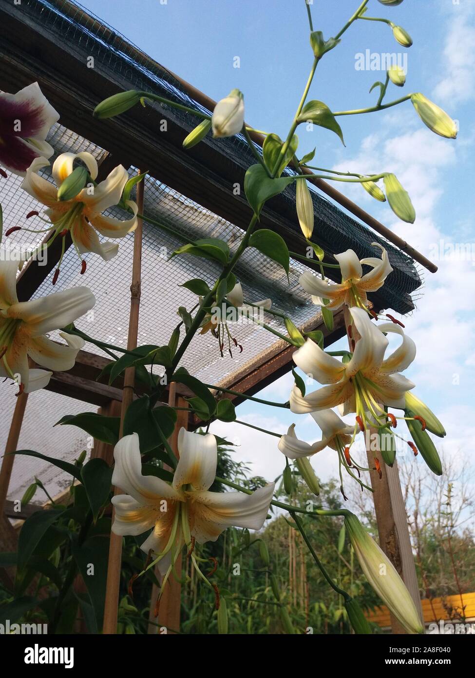 Lady alice white hi-res stock photography and images - Alamy