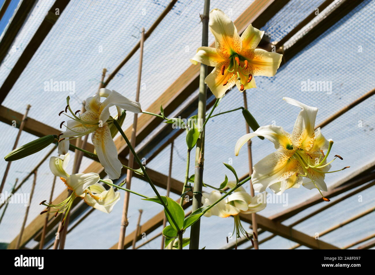 Lys Lady Alice Stock Photo - Alamy