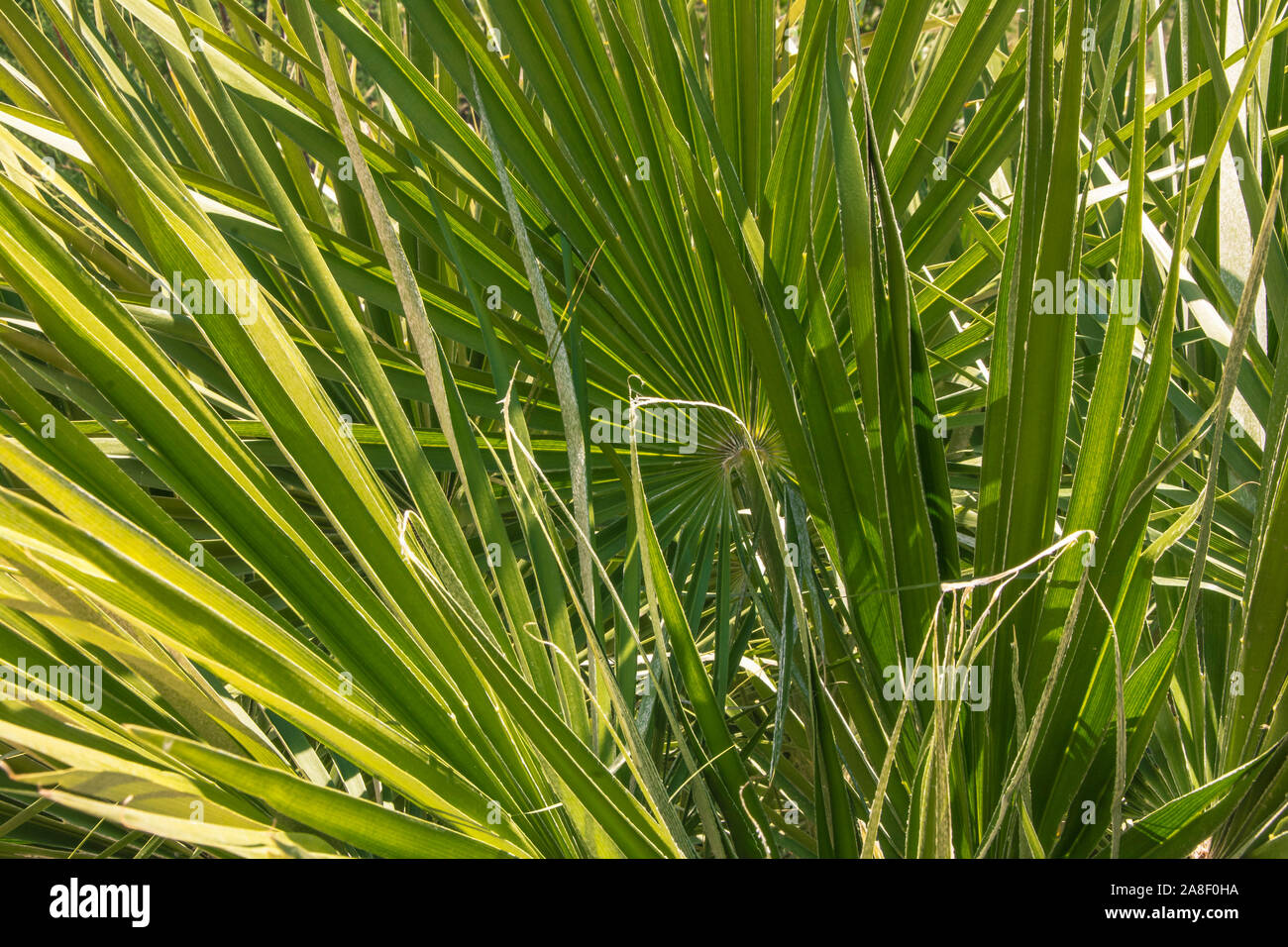 Palm detail Texture Stock Photo - Alamy
