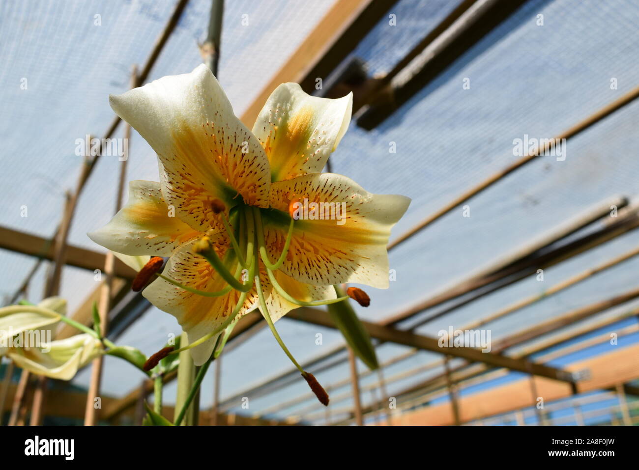 Lady alice white hi-res stock photography and images - Alamy