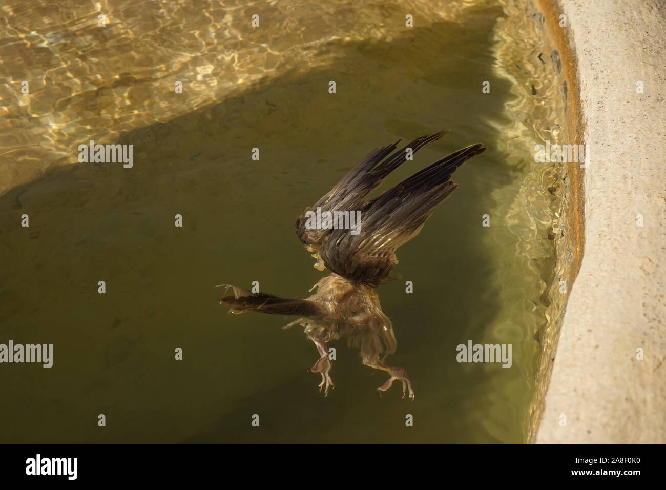 A dead bird floating in a pond with its wings outstretched Stock Photo ...