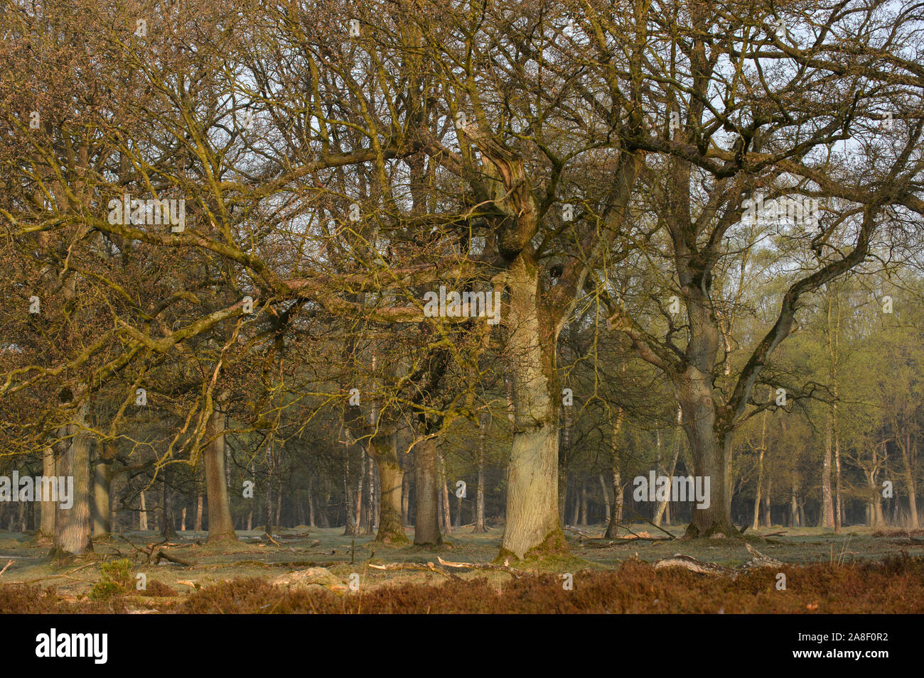 Oak trees in early spring. This image is part of a 10 image series of ...
