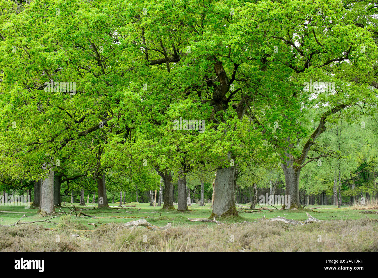 Oak trees with spring leaves. This image is part of a 10 image series ...