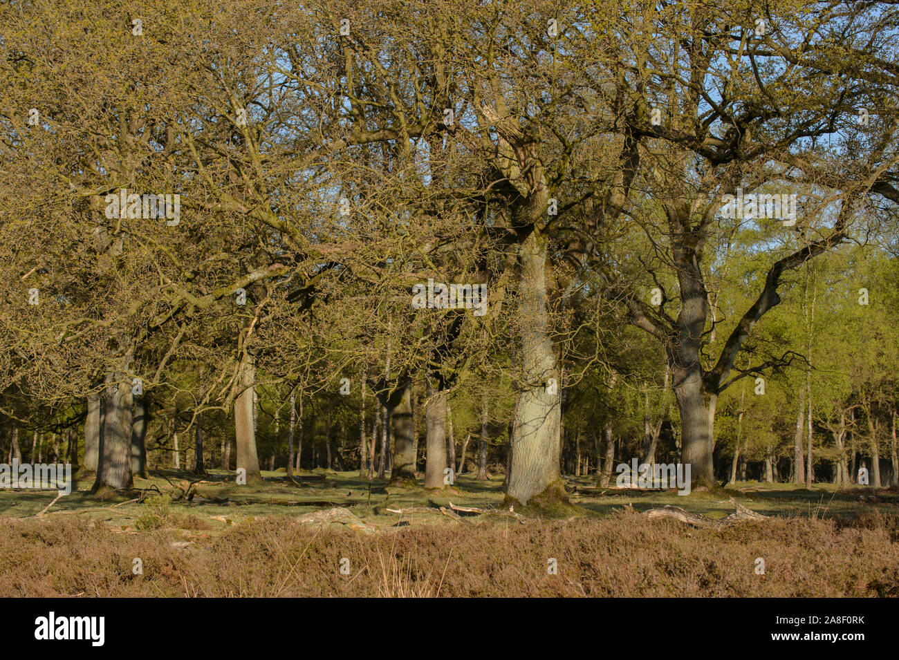 Oak trees in spring. This image is part of a 10 image series of the ...