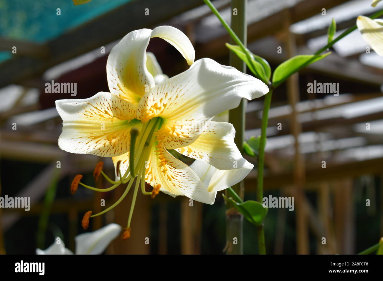 Lady alice hi-res stock photography and images - Alamy