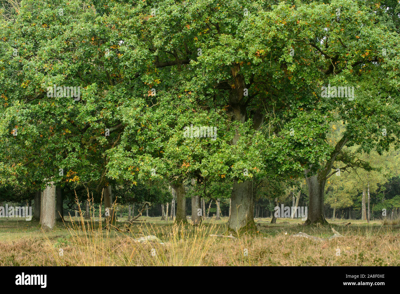 Oak trees with autumn colours. This image is part of a 10 image series ...