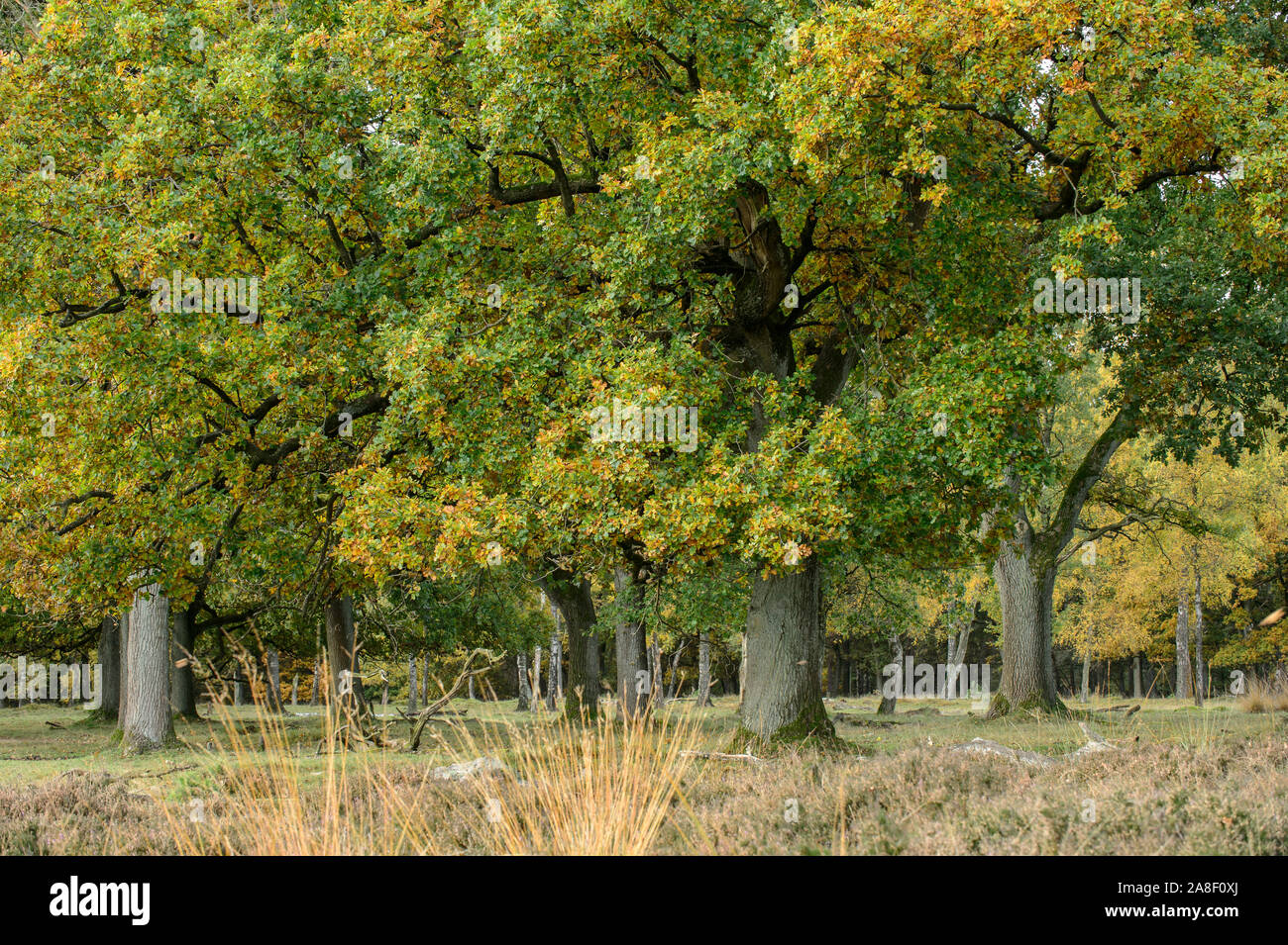 Oak trees with autumn colours. This image is part of a 10 image series ...