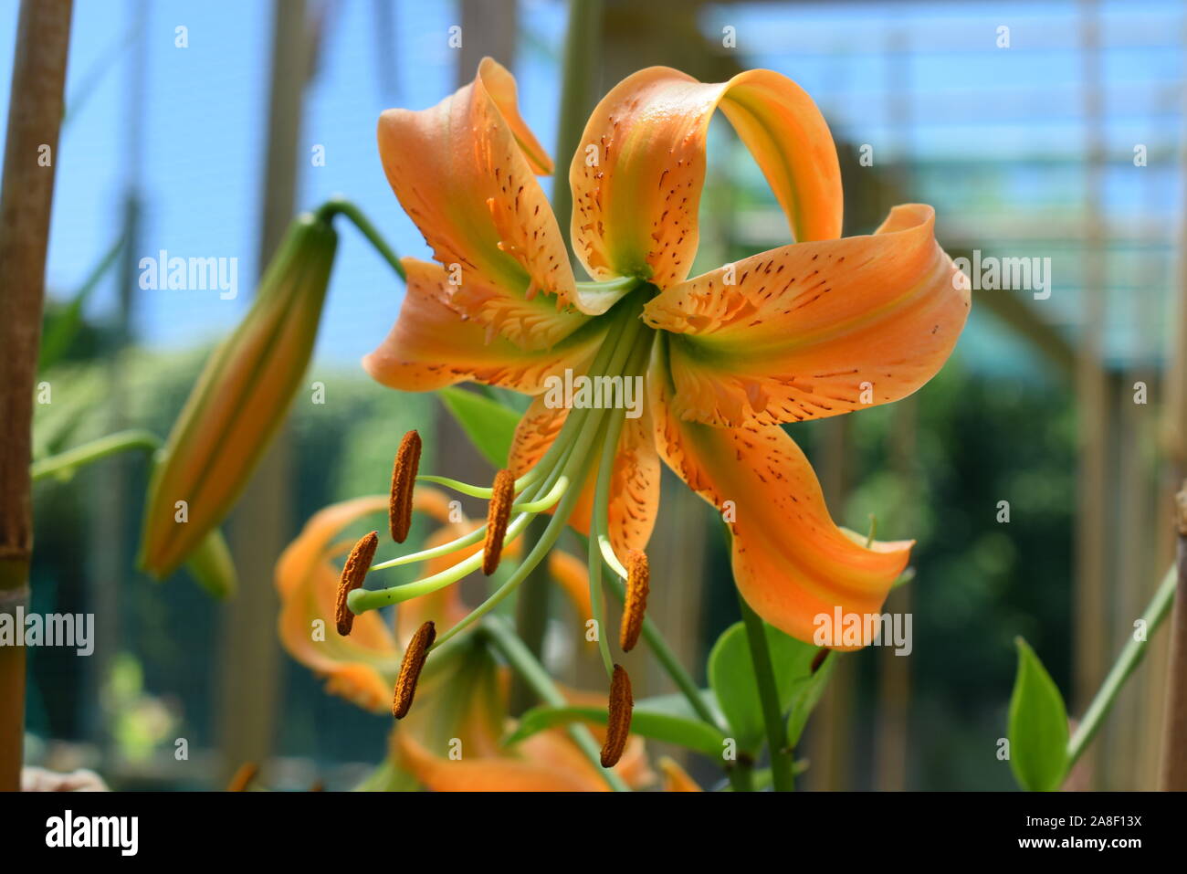 Lily of china hi-res stock photography and images - Alamy