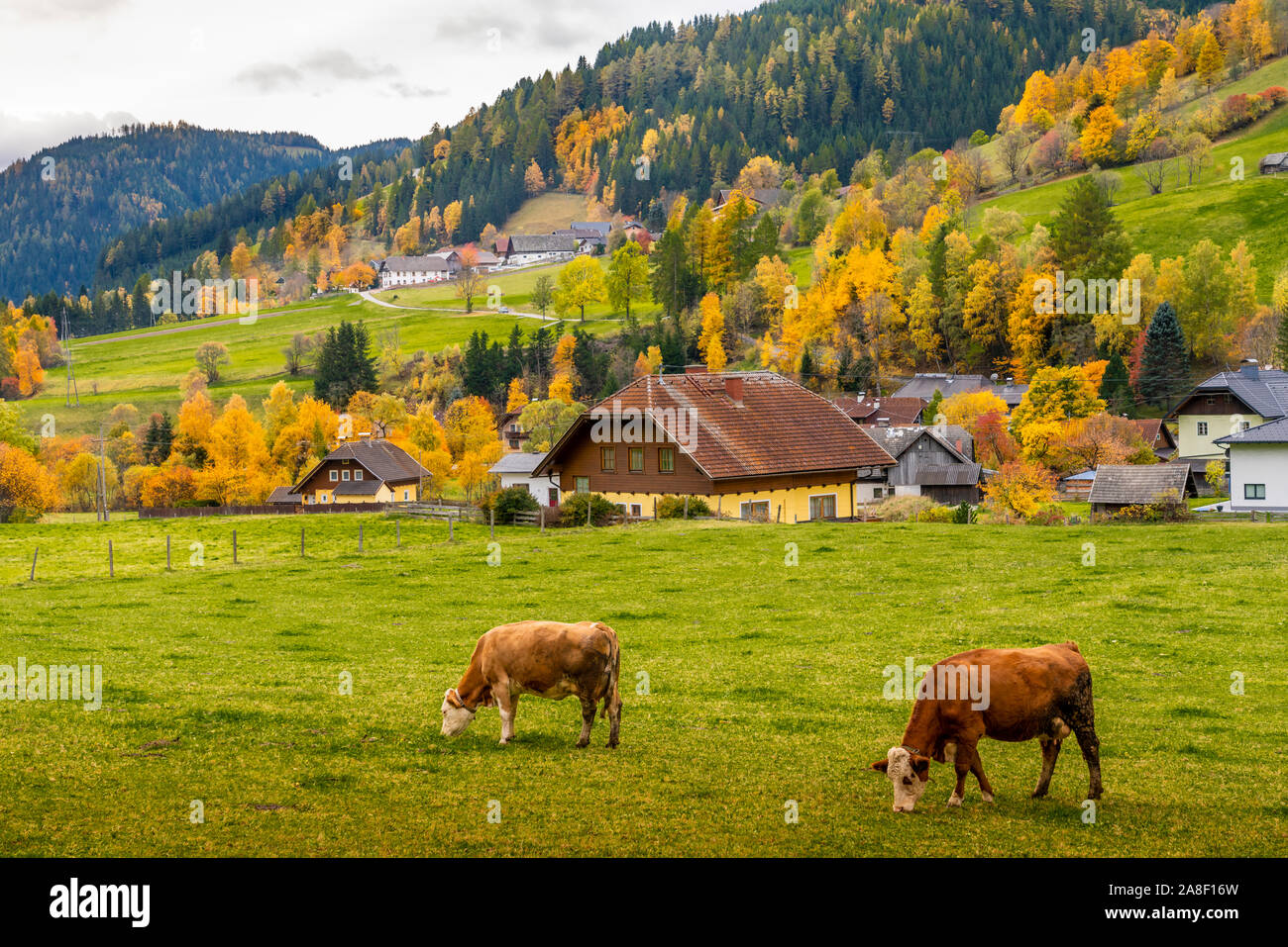 Cattle grazing in a pasture with fall foliage color outside the village ...