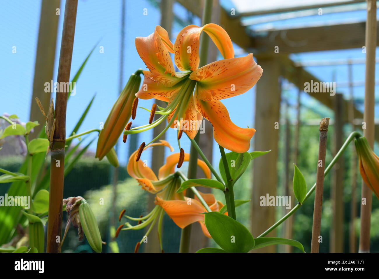 Henryi lily hi-res stock photography and images - Alamy