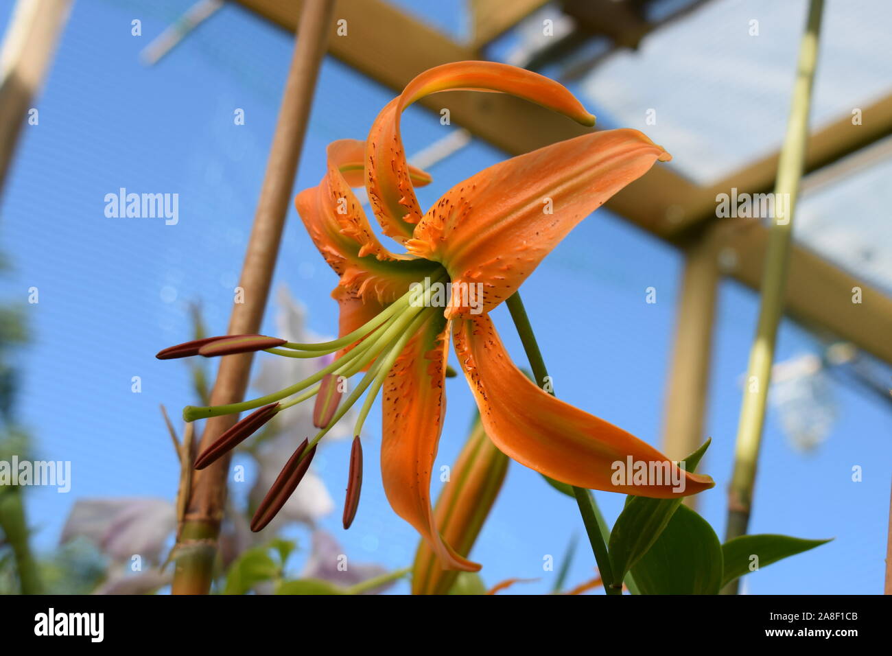 Henryi lily hi-res stock photography and images - Alamy