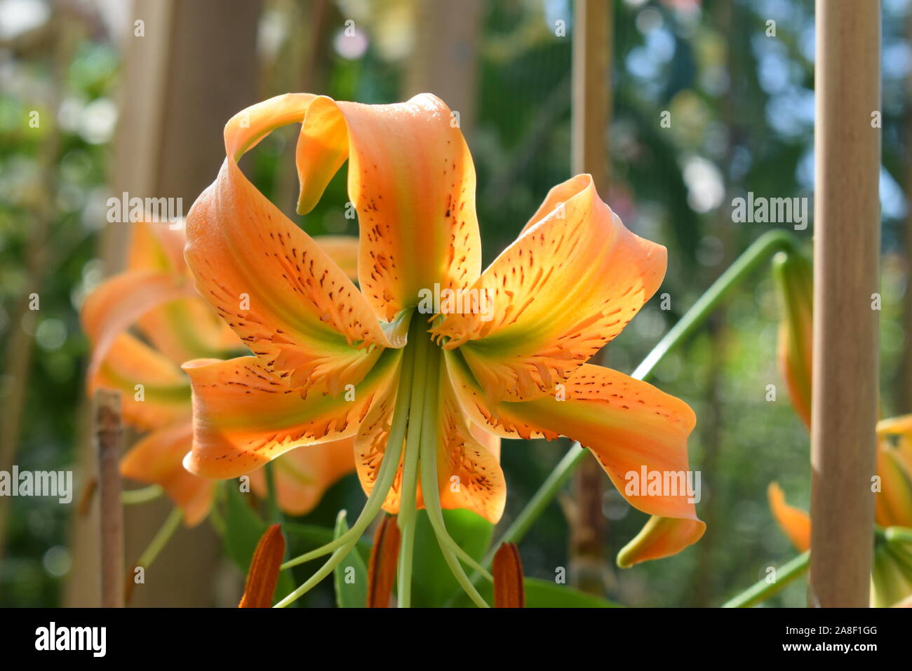 Henryi lily hi-res stock photography and images - Alamy
