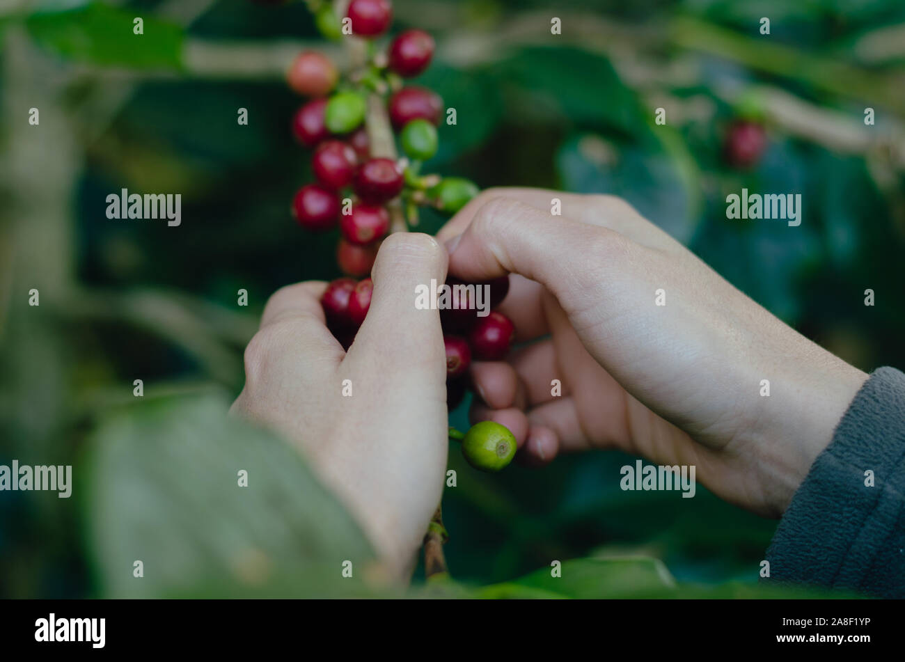 Hand collecting ripe coffee beans. Coffee plant branch with green and ...
