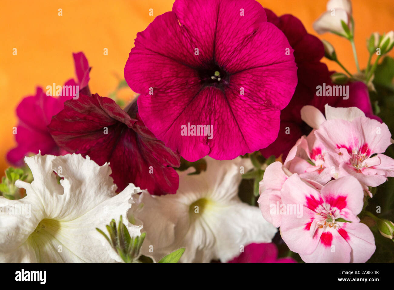 . A wonderful, nice, colorful, photo, of flowers used as illustration ...