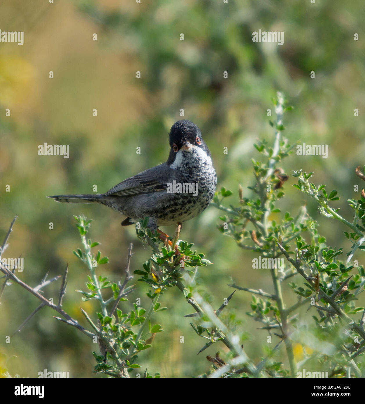 Male Cyprus Warbler (Sylvia melanothorax) in a small bush on the Island ...