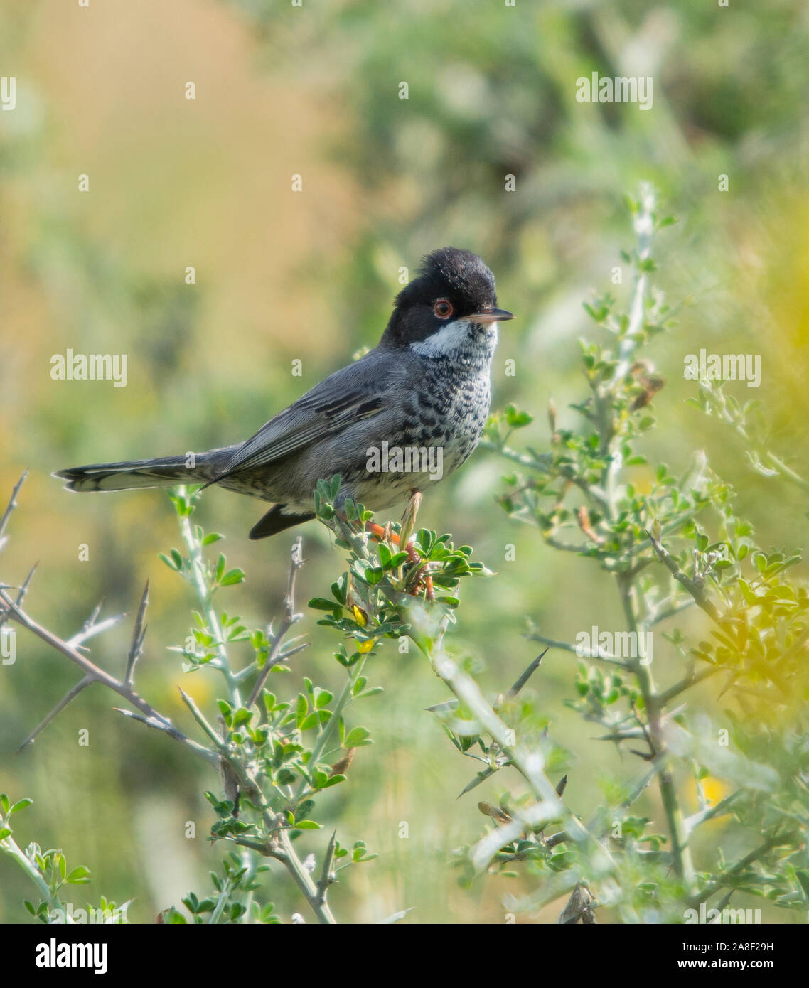 Male Cyprus Warbler (Sylvia melanothorax) in a small bush on the Island ...