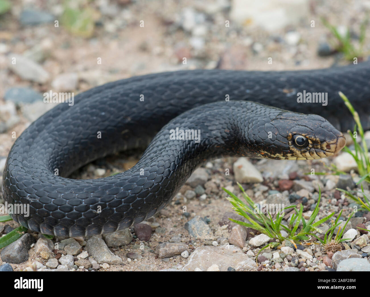 Black Whip snake (Dolichophis jugularis) on the island of Cyprus Stock ...