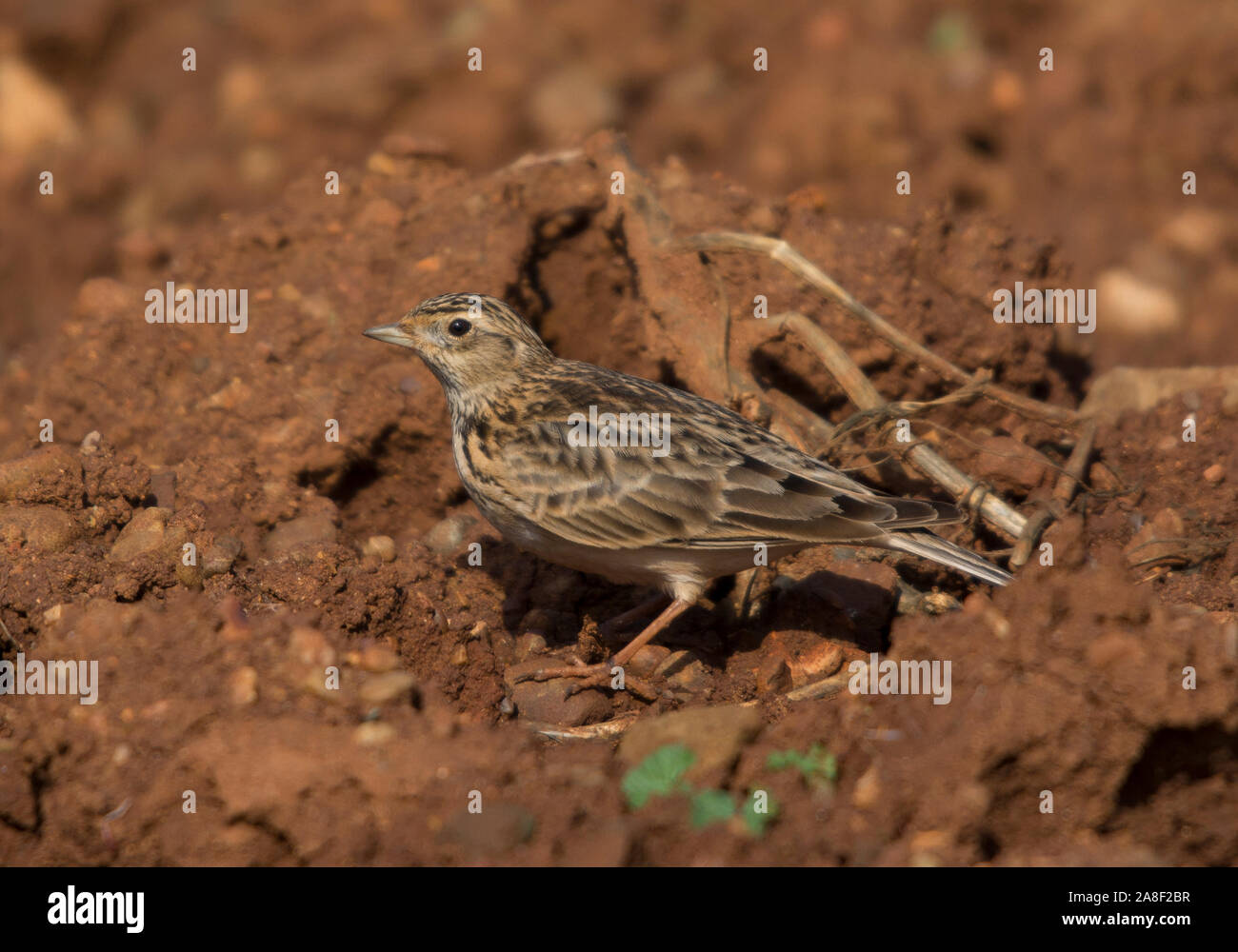 Eurasian Skylark (Alauda arvensis) on a ploughed field in Cyprus Stock ...