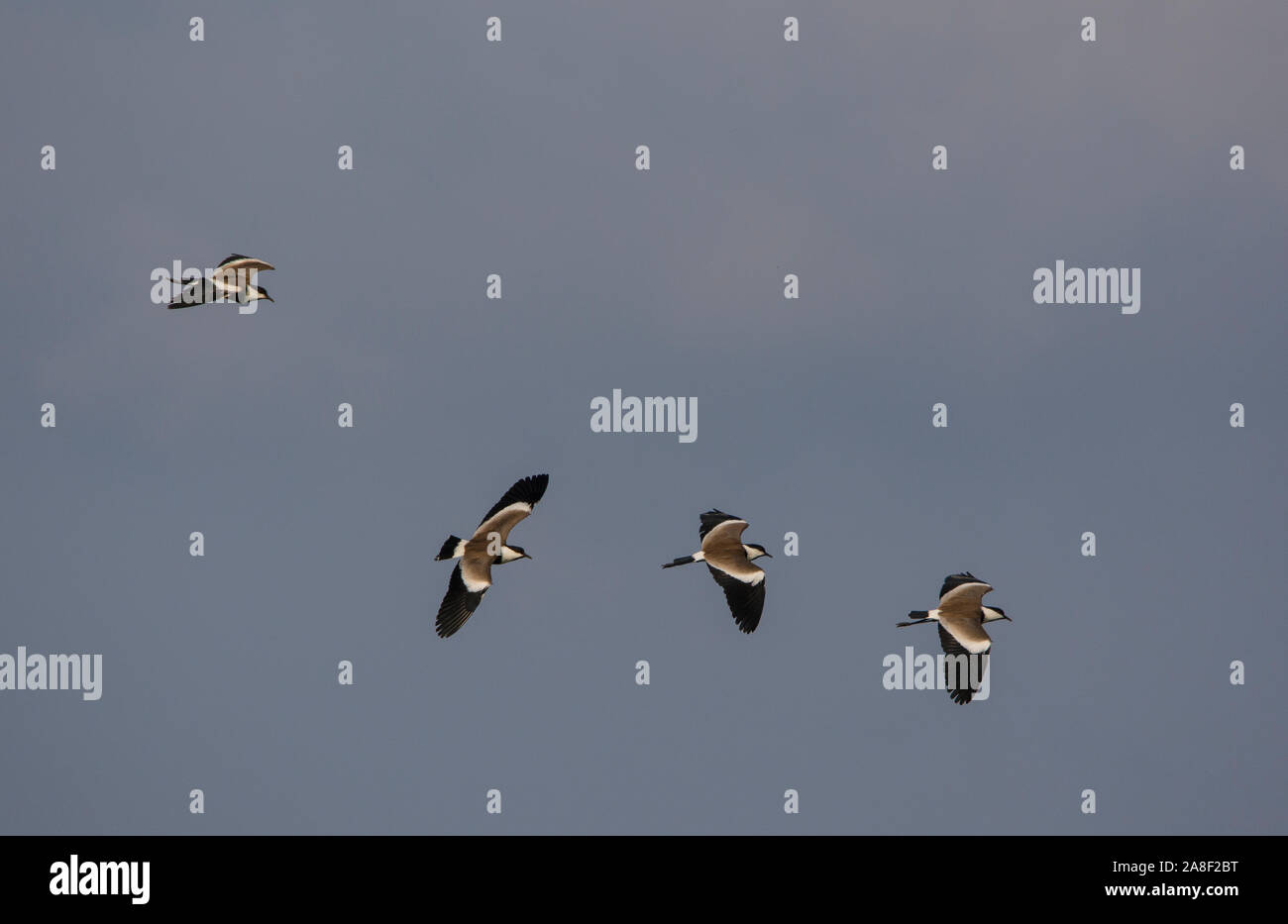 Spur winged lapwing in flight hi-res stock photography and images - Alamy