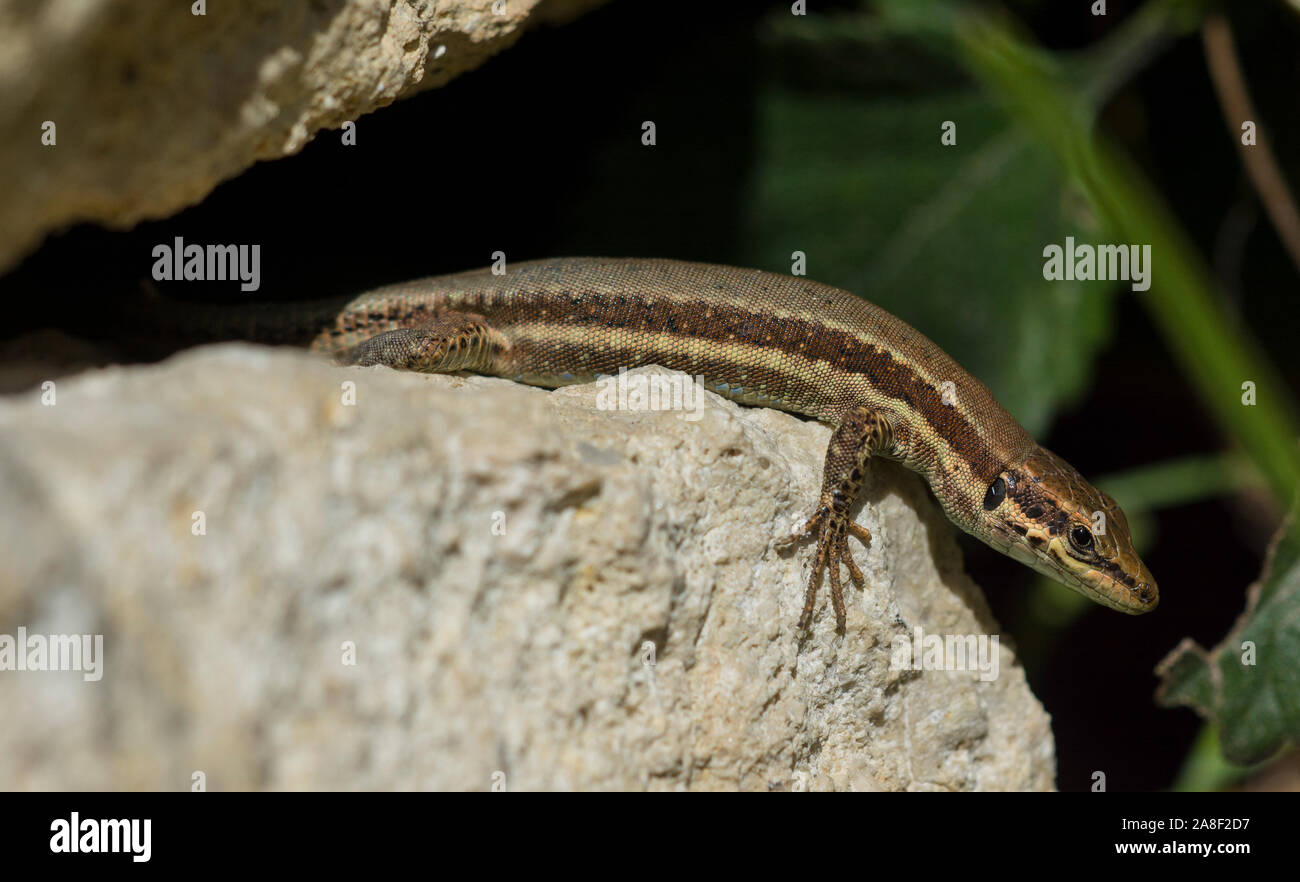 Lacerta lizards of cyprus hi-res stock photography and images - Alamy