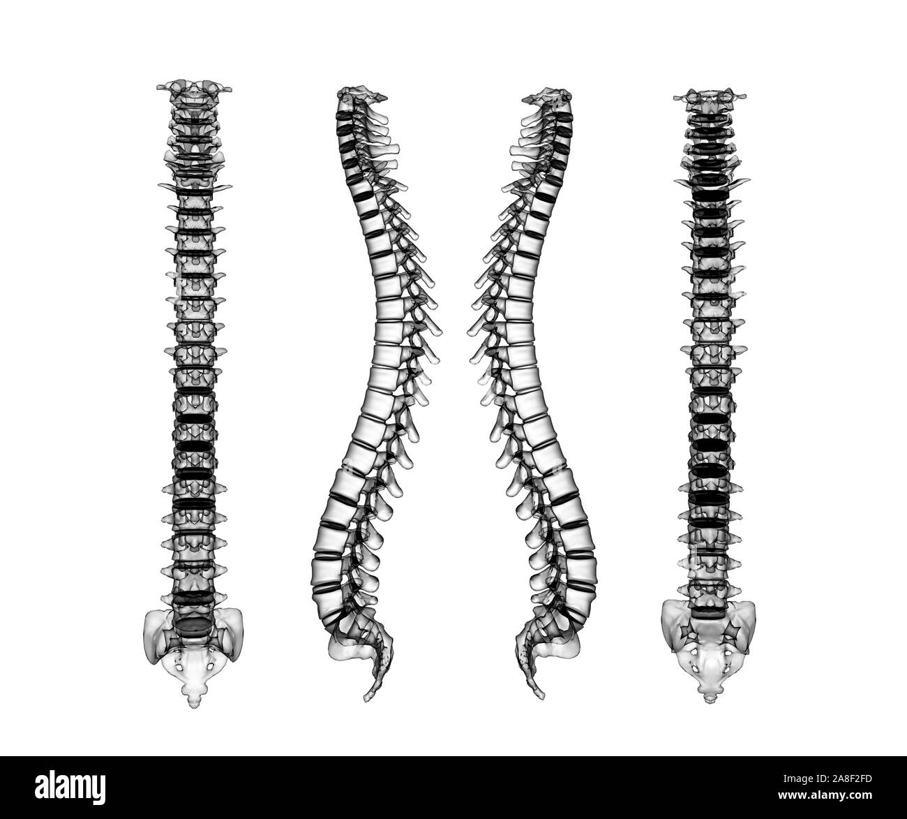 Spinal disc 3d Black and White Stock Photos & Images - Alamy