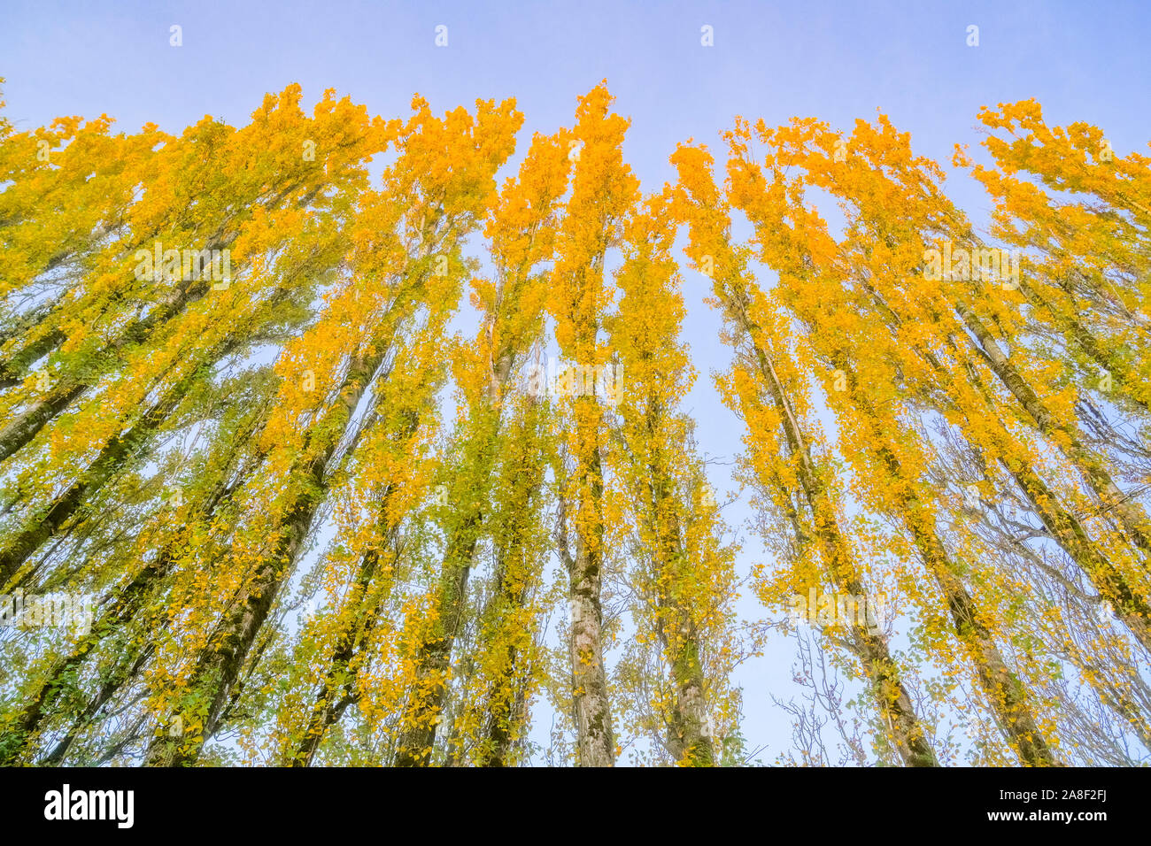 Lombardy poplar trees hi-res stock photography and images - Alamy
