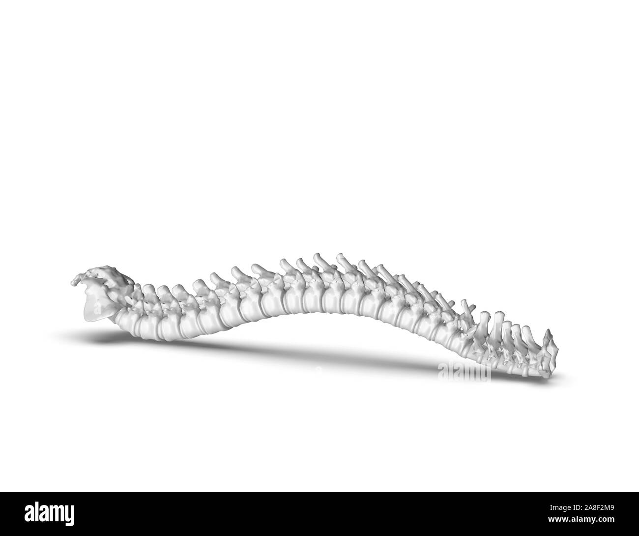 Skeletal human spine 3D Rendering Stock Photo - Alamy