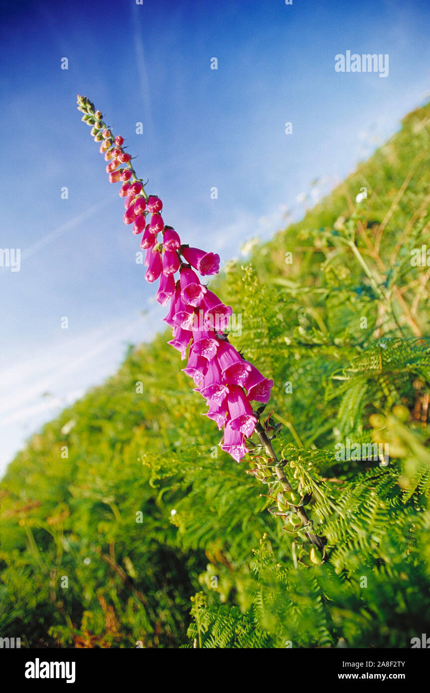 Guernsey wild flowers hi-res stock photography and images - Alamy