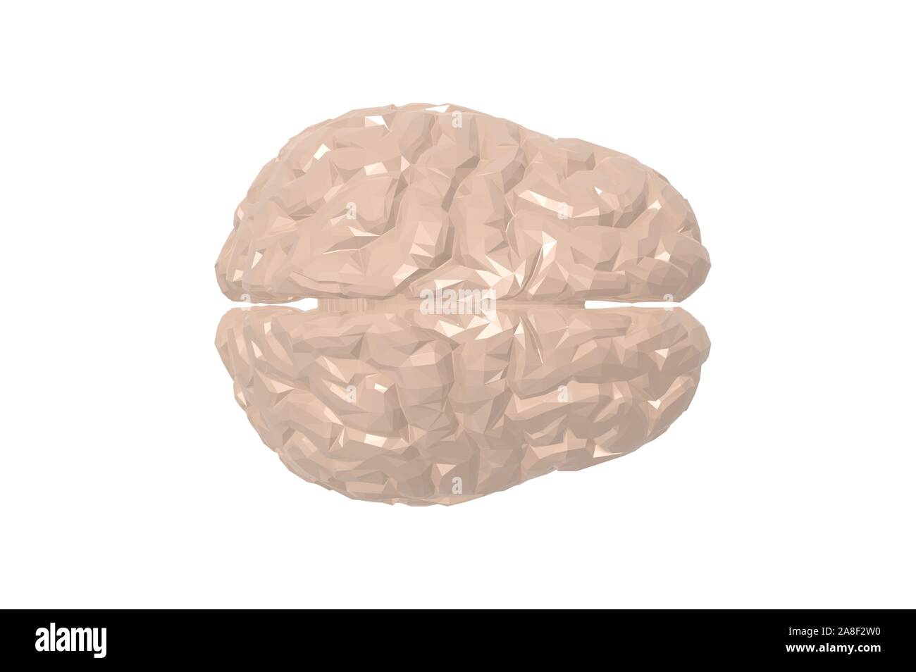 Human Brain Anatomical Model 3D Rendering Stock Photo - Alamy