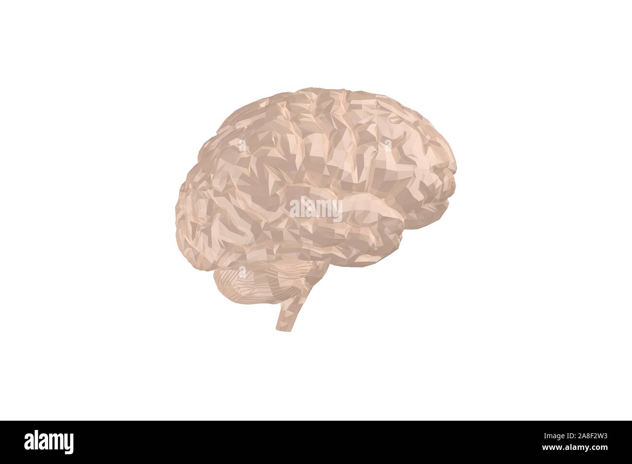 Human Brain Anatomical Model 3D Rendering Stock Photo - Alamy