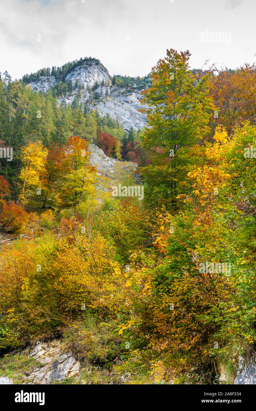 Fall foliage color in the mountains near Bad Aussee, Austria, Europe ...