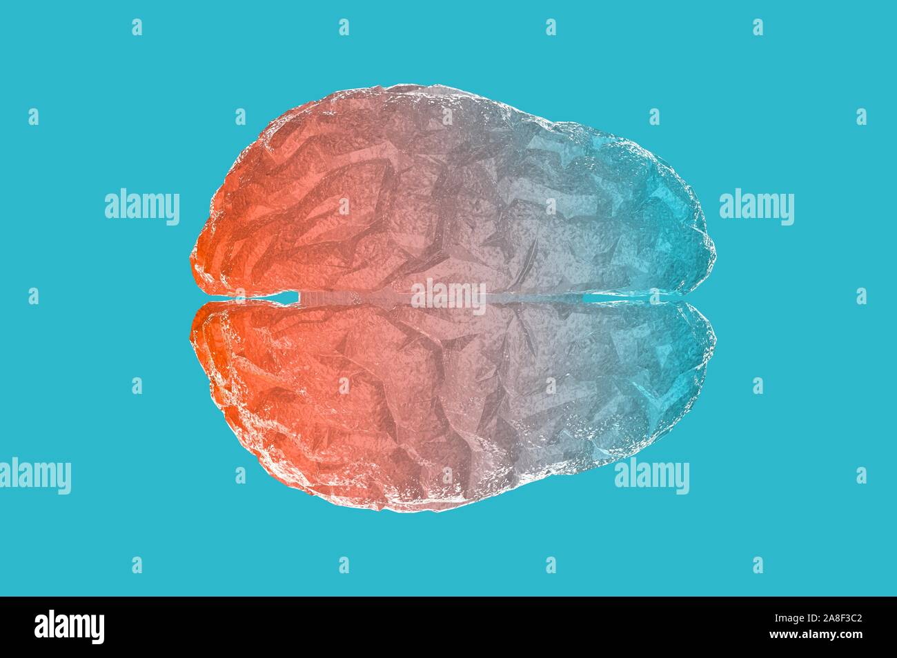 Human Brain Anatomical Model 3D Rendering Stock Photo - Alamy