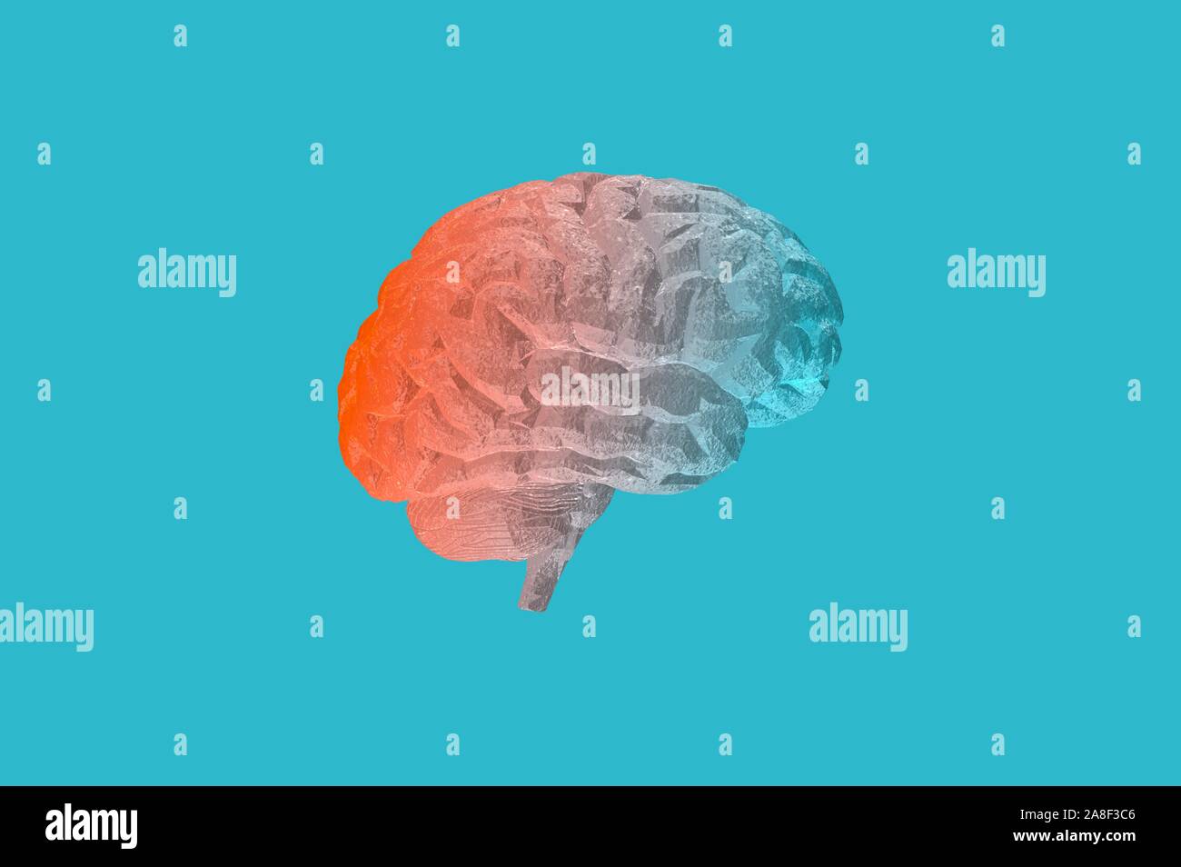 Human Brain Anatomical Model 3D Rendering Stock Photo - Alamy