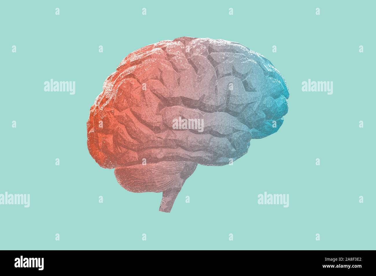Human Brain Anatomical Model 3D Rendering Stock Photo - Alamy