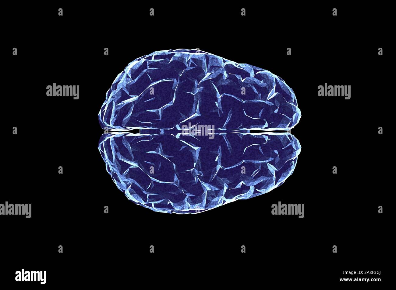 Human Brain Anatomical Model 3D Rendering Stock Photo - Alamy
