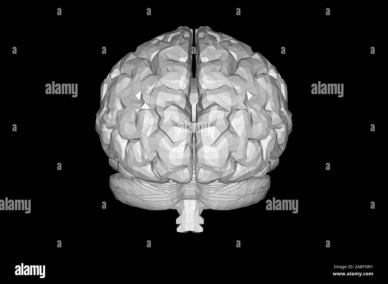 Human Brain Anatomical Model 3D Rendering Stock Photo - Alamy