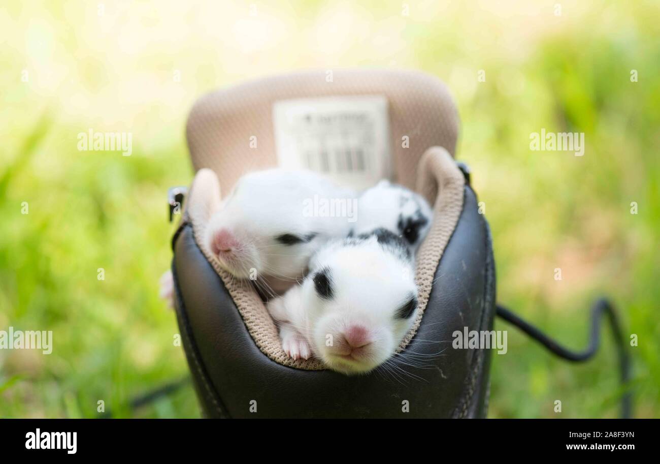 3 adorable baby rabbits 1 week old sitting in a hiking boot surrounded ...