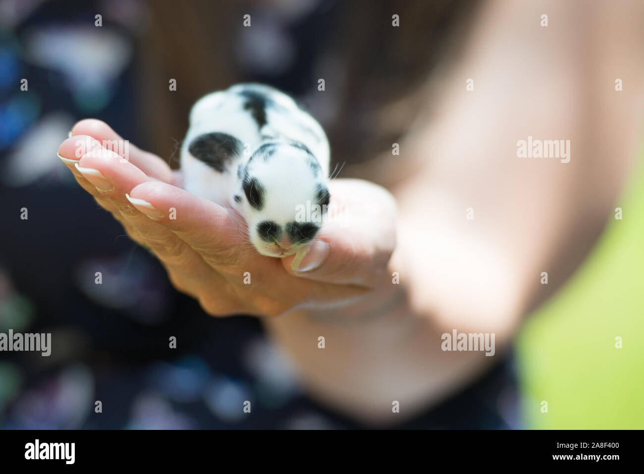 Adorable baby rabbits 1 week old, held gently in the hands of a women ...