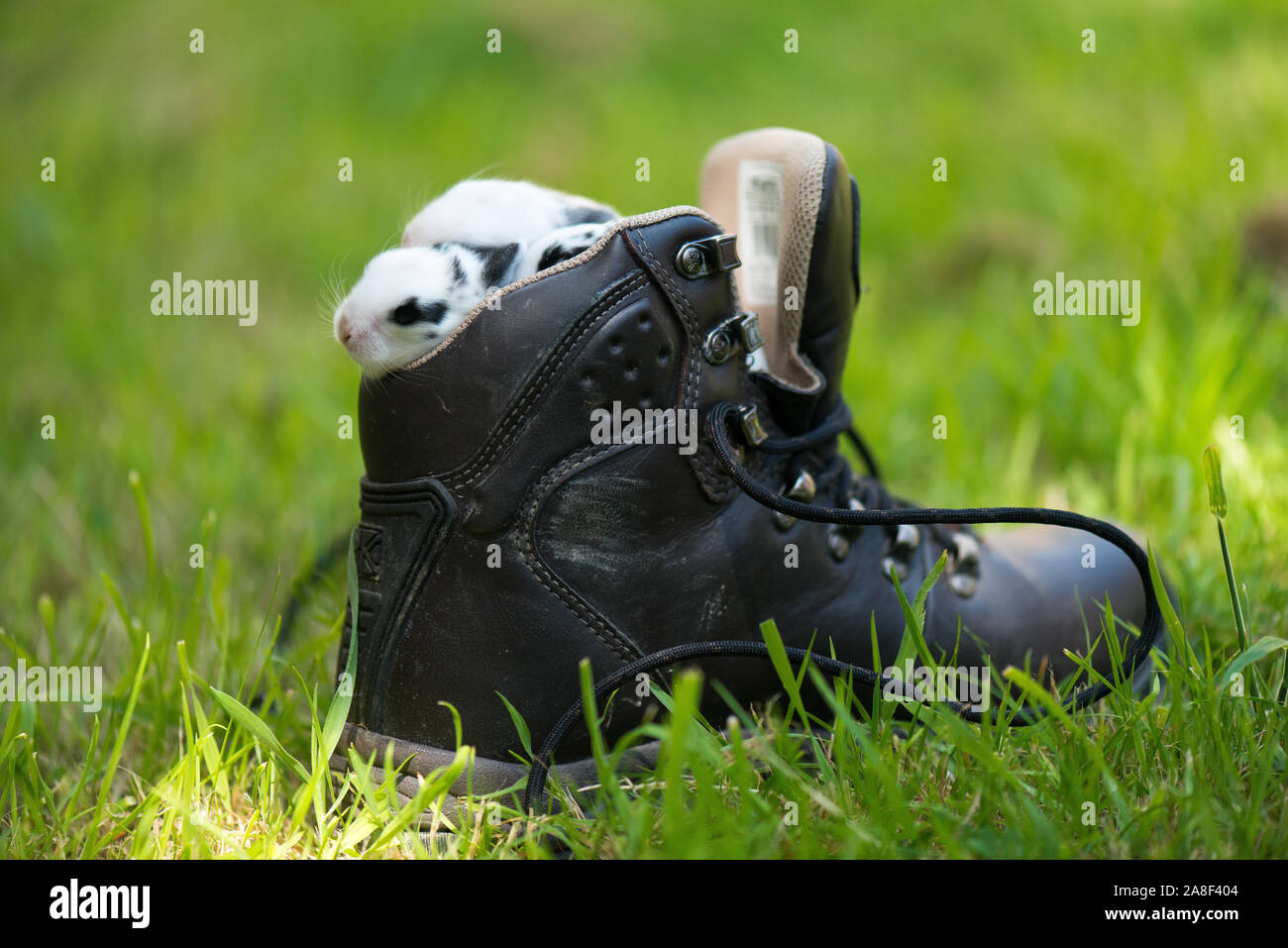 3 adorable baby rabbits 1 week old sitting in a hiking boot surrounded ...