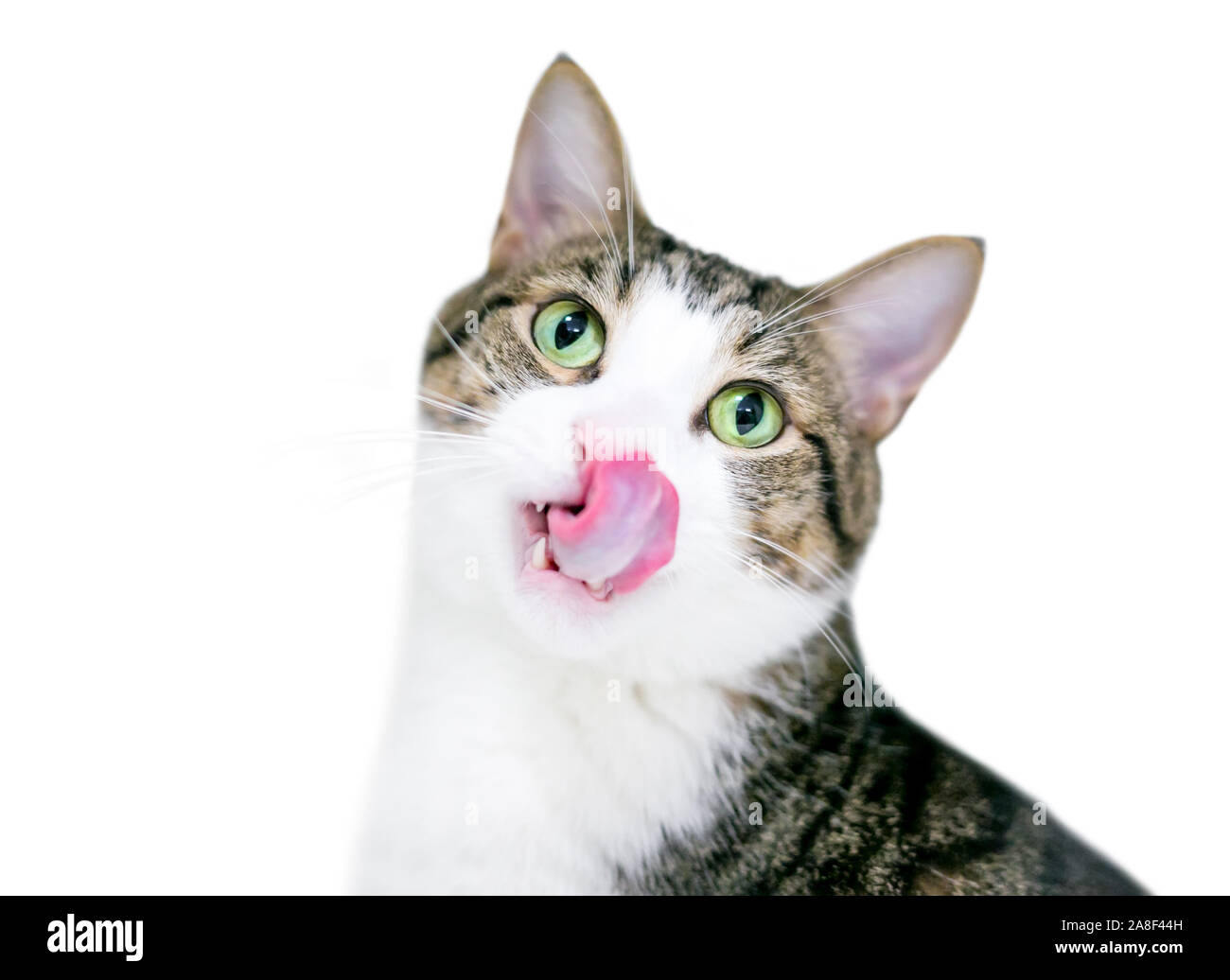 Cat licking lips mouth hi-res stock photography and images - Alamy