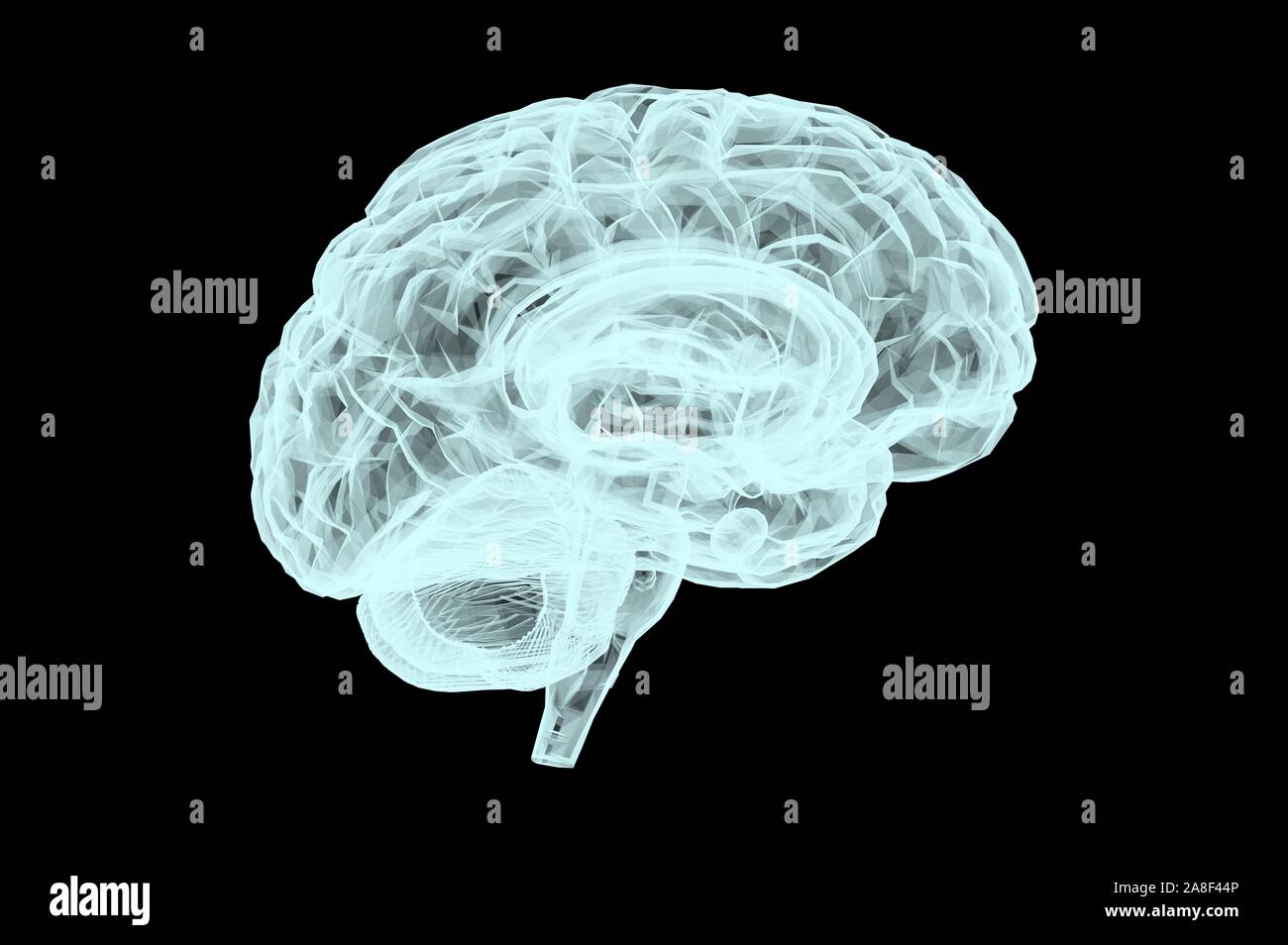 Human Brain Anatomical Model 3D Rendering Stock Photo - Alamy